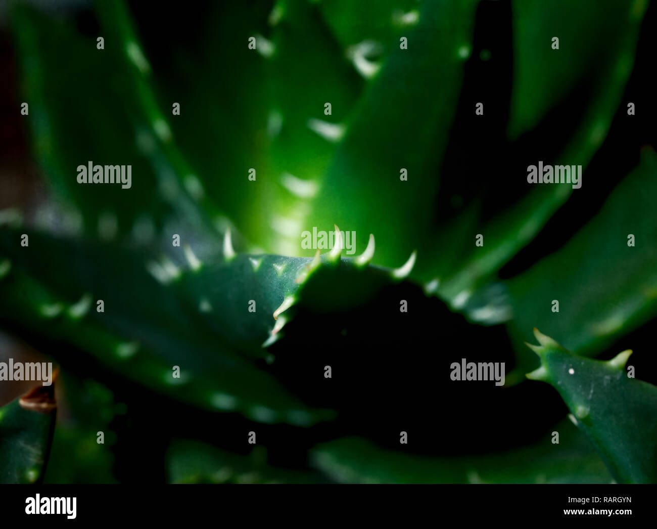Aloe Vera Leaves High Resolution Stock Photography and Images - Alamy