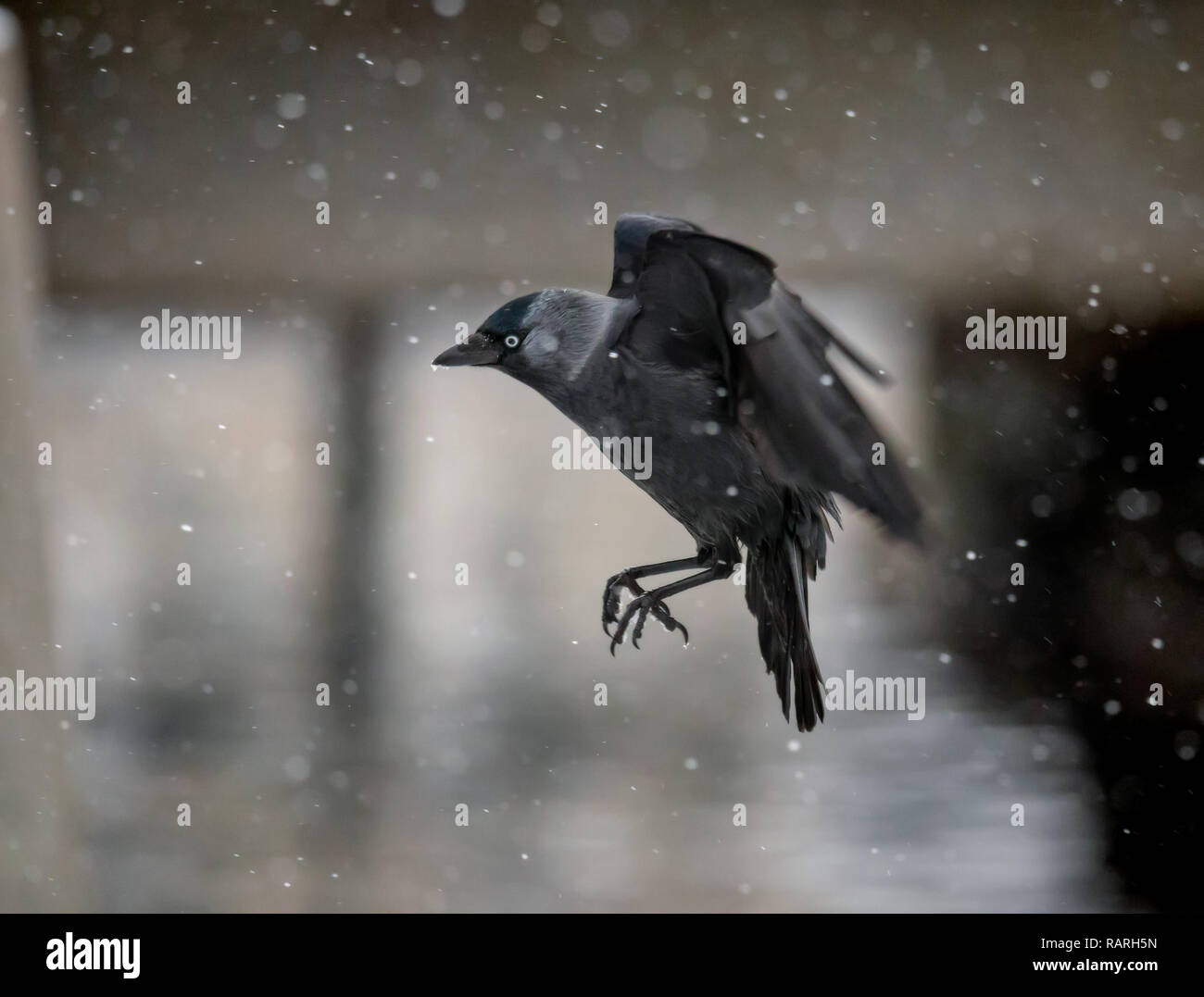 Heavy flying bird hi-res stock photography and images - Alamy