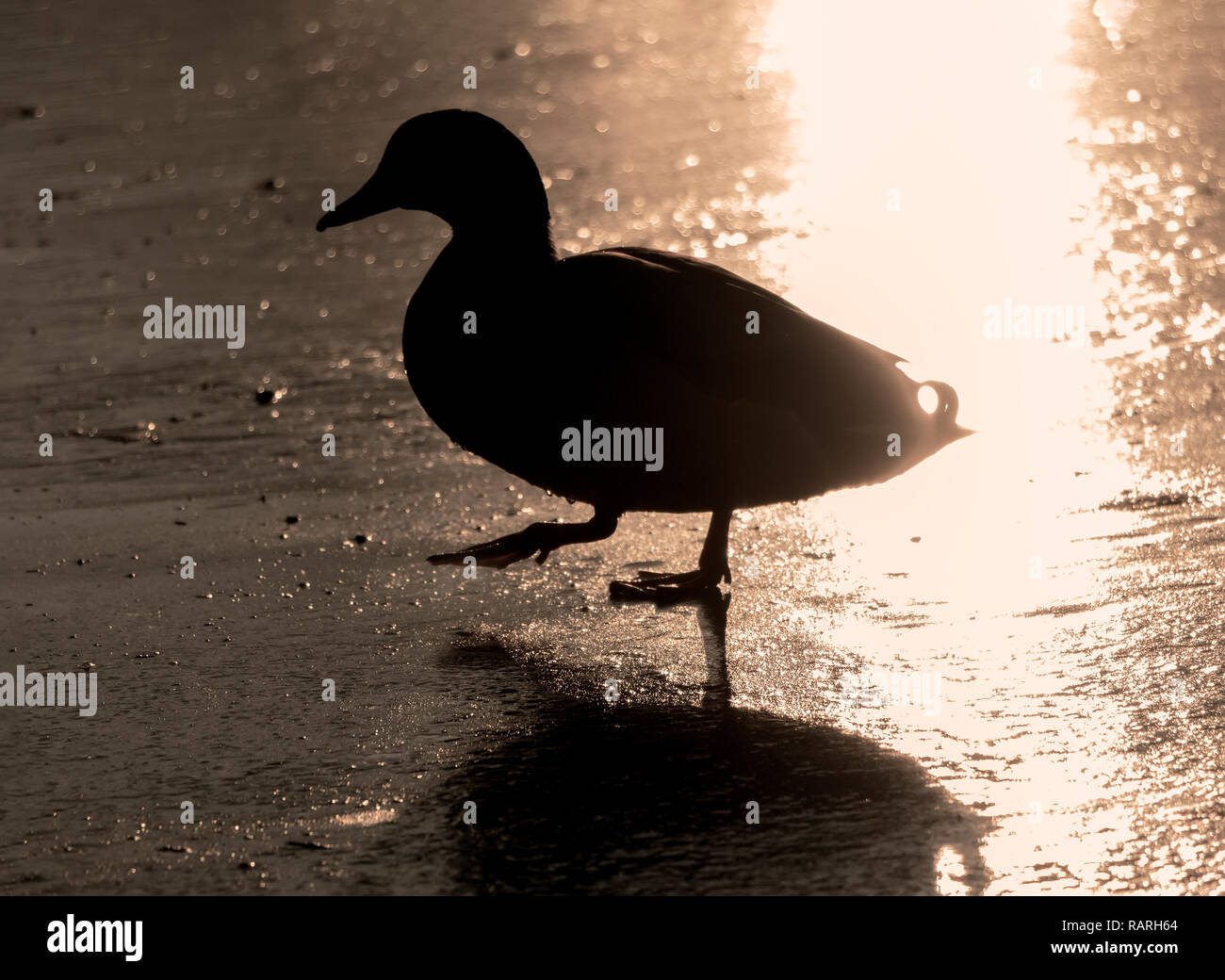 Mallard duck sunshine hi-res stock photography and images - Alamy
