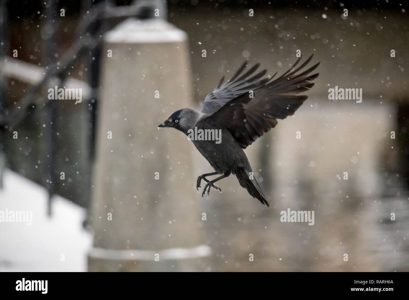 Jackdaw crow hi-res stock photography and images - Alamy