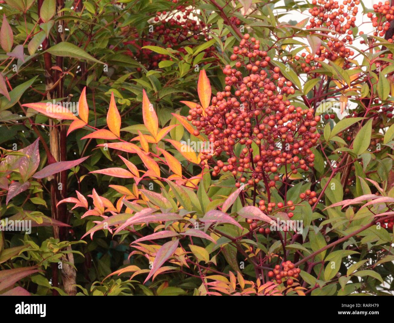 Nandina Domestica close up berries on shrub outdoors Stock Photo - Alamy