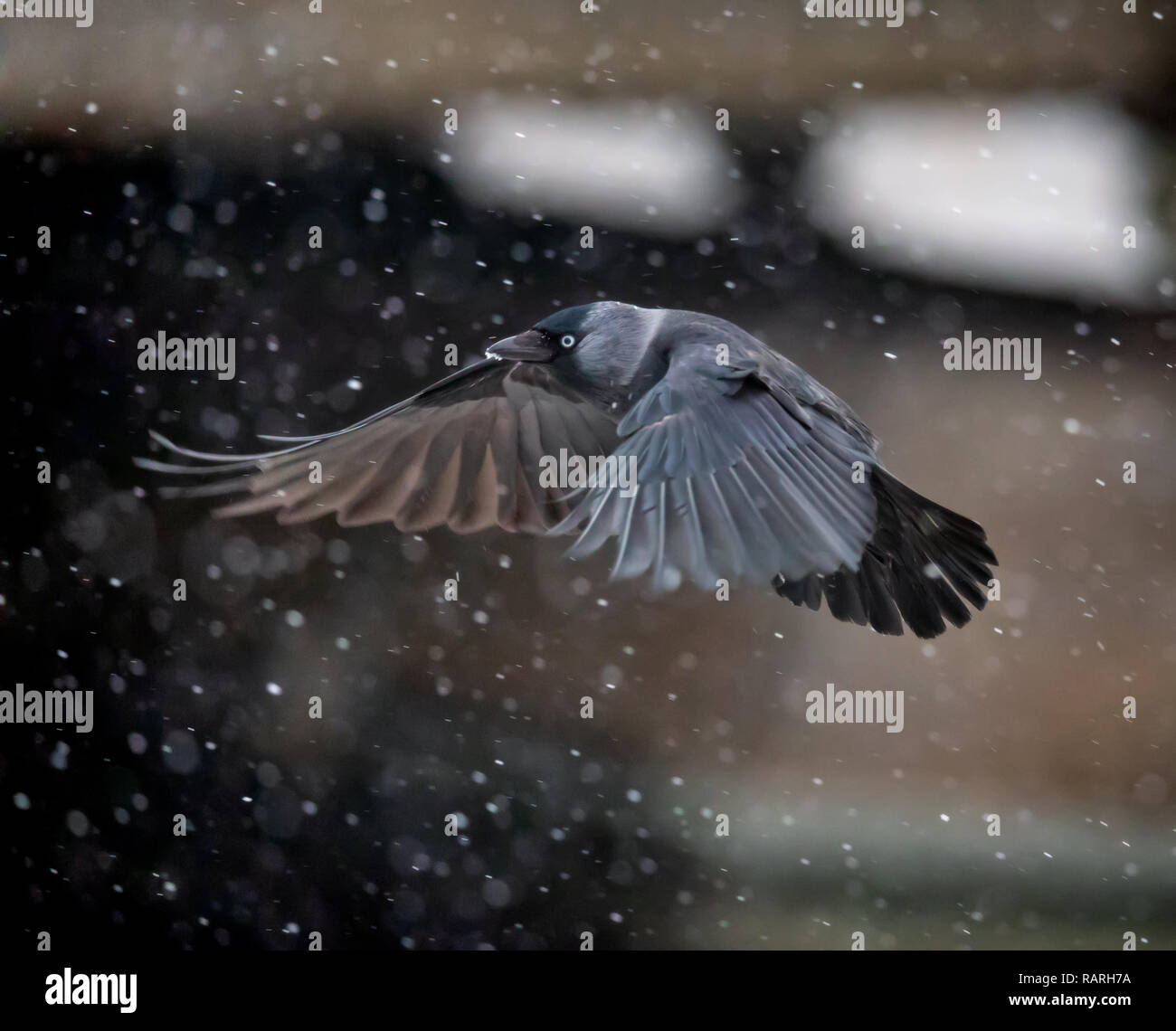 Jackdaw crow hi-res stock photography and images - Alamy