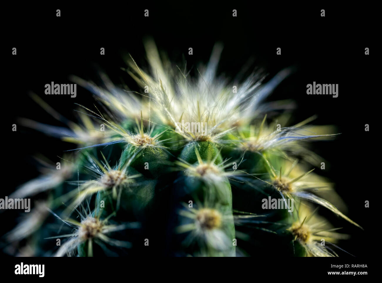 spiny cactus macro photo Stock Photo - Alamy