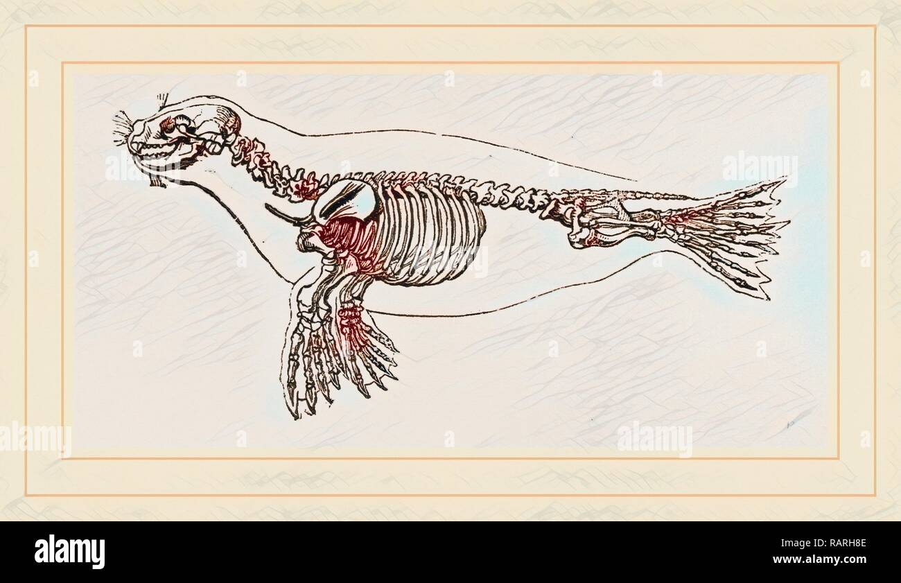 Skeleton of Seal. Reimagined by Gibon. Classic art with a modern twist ...