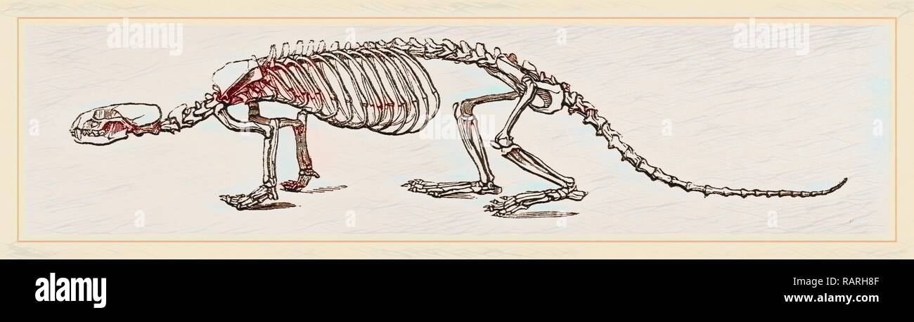 Skeleton of European River-Otter. Reimagined by Gibon. Classic art with ...