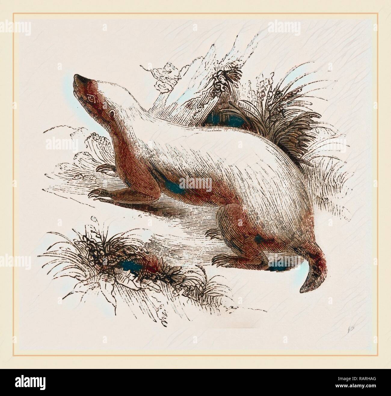 Indian Ratel. Reimagined by Gibon. Classic art with a modern twist ...