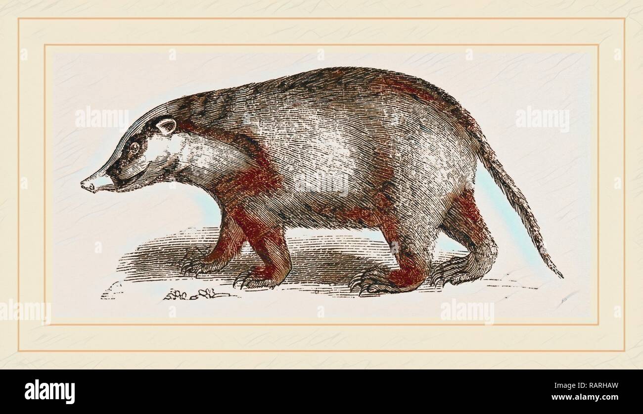 Indian Badger. Reimagined by Gibon. Classic art with a modern twist reimagined Stock Photo - Alamy