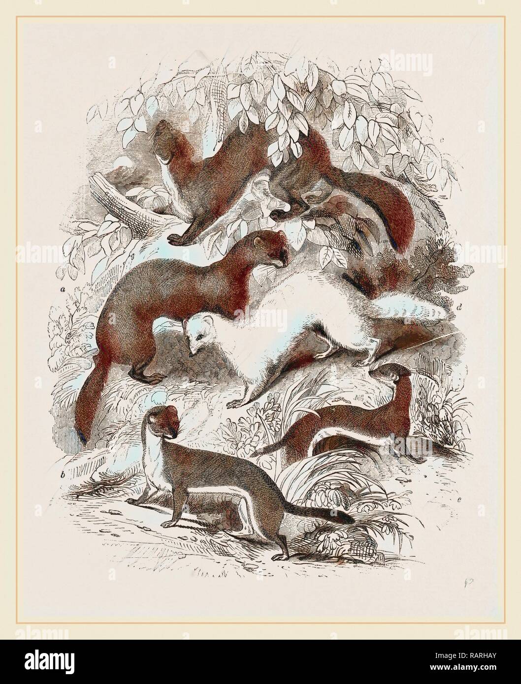 British Mustelidae Weasels. Reimagined by Gibon. Classic art with a ...