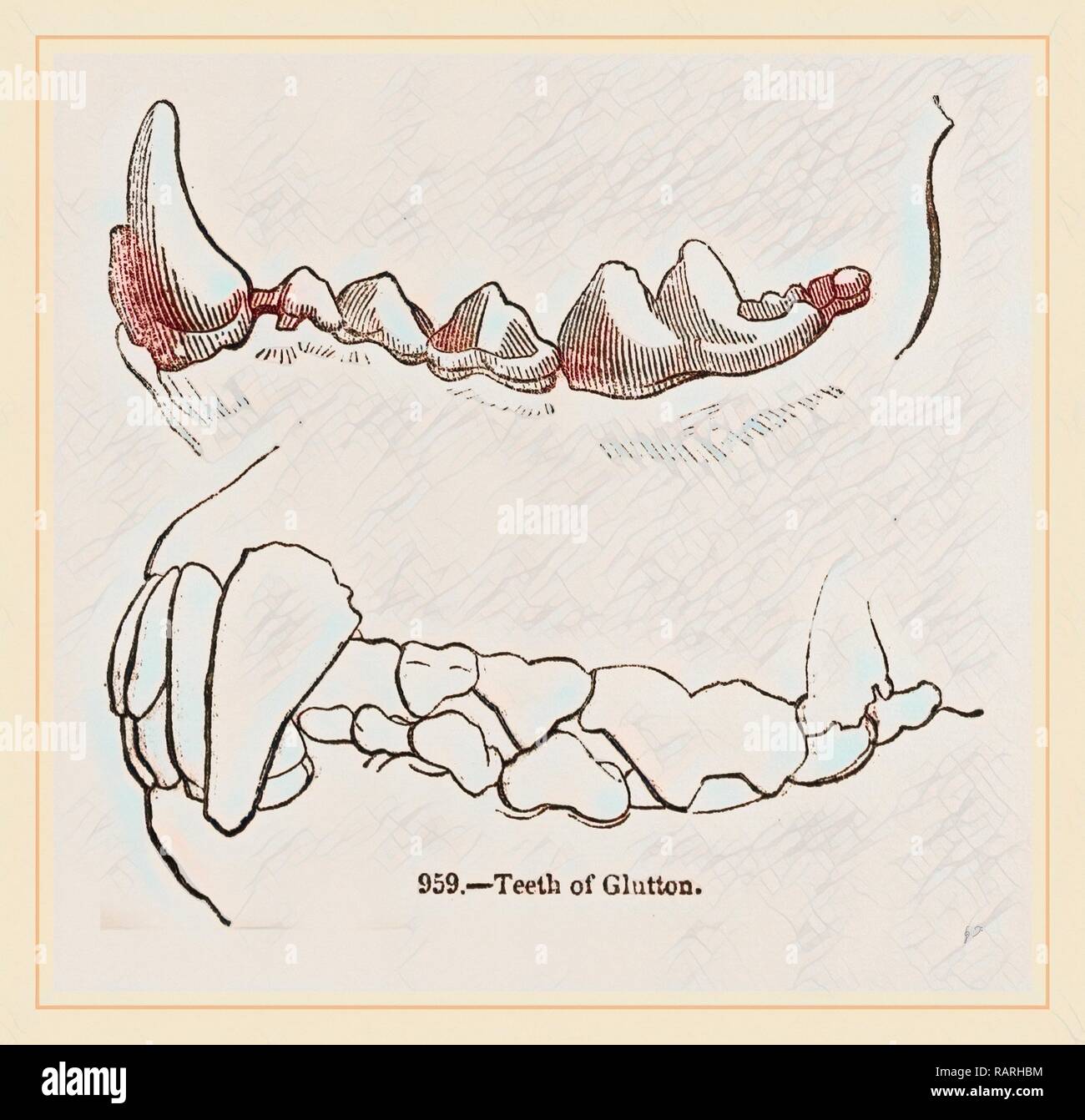 Teeth of Glutton. Reimagined by Gibon. Classic art with a modern twist ...