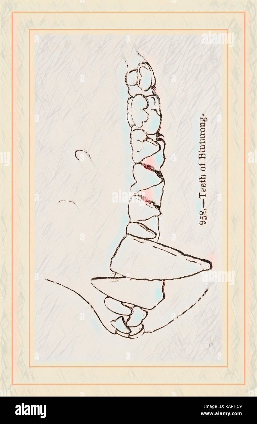 Teeth of Binturong. Reimagined by Gibon. Classic art with a modern ...