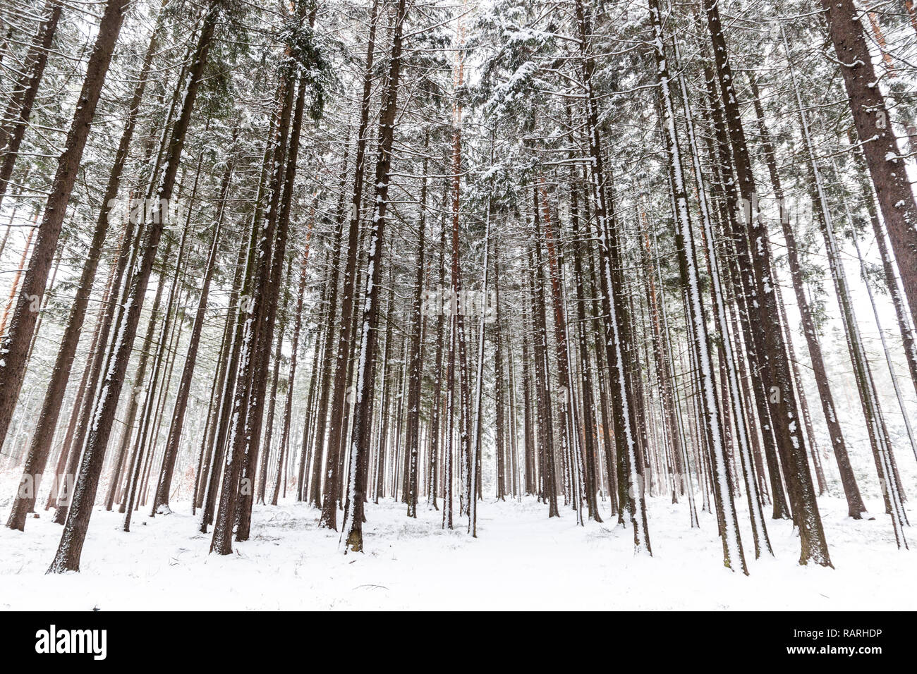 Winter forest. Forest in the snow Stock Photo - Alamy