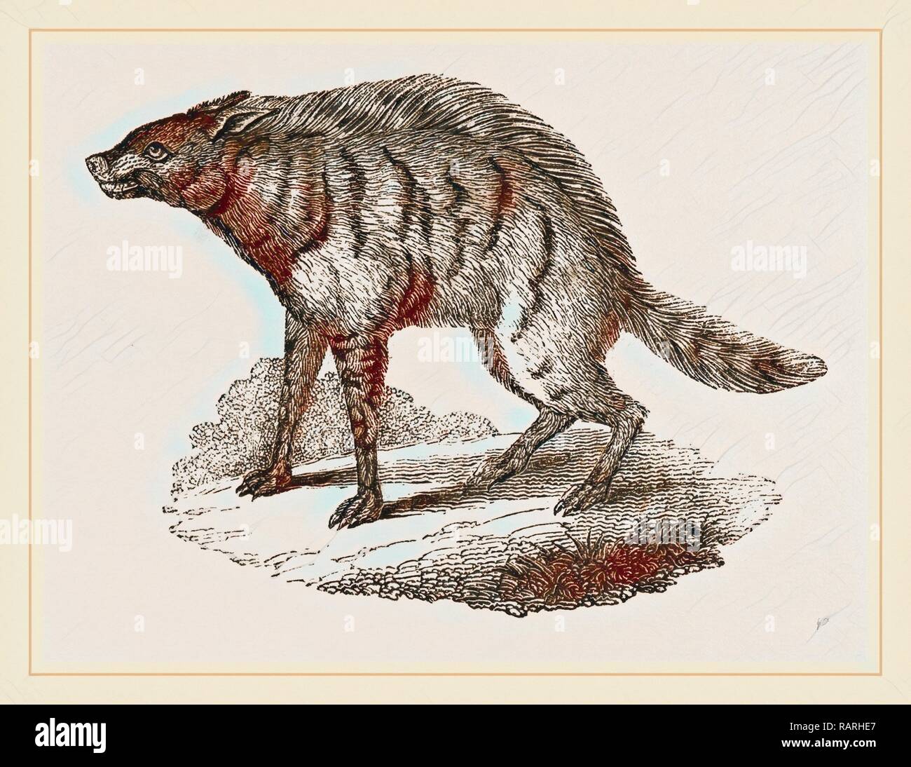 Proteles or Aard-Wolf. Reimagined by Gibon. Classic art with a modern ...