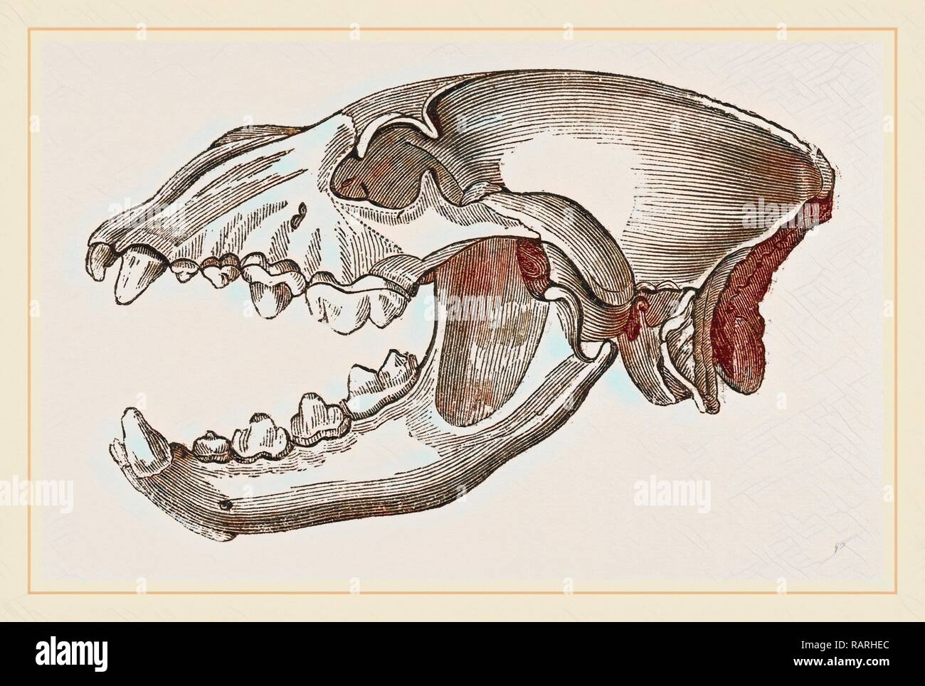 Skull of Spotted Hyena. Reimagined by Gibon. Classic art with a modern ...
