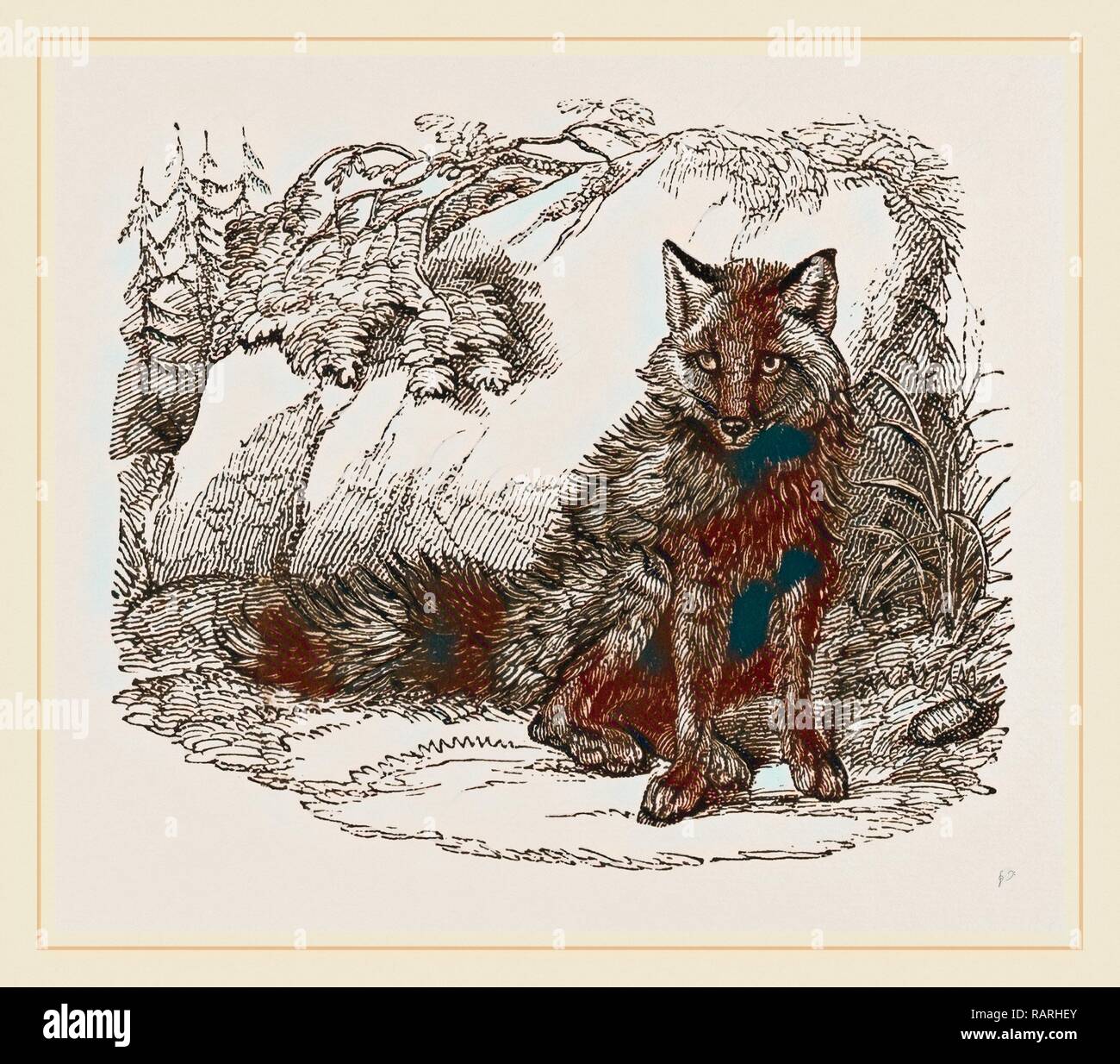 American Red Fox. Reimagined by Gibon. Classic art with a modern twist ...