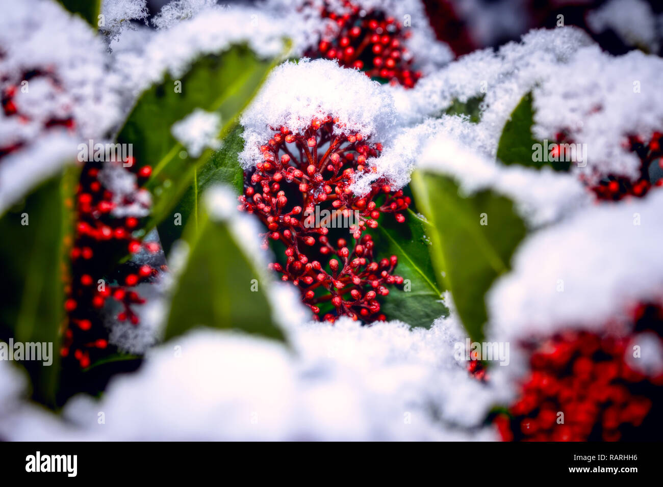 Snow covered berry hi-res stock photography and images - Alamy