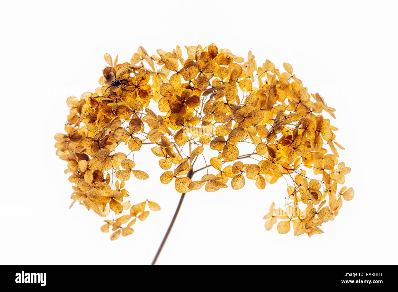 dried hydrangea isolated on white background Stock Photo - Alamy
