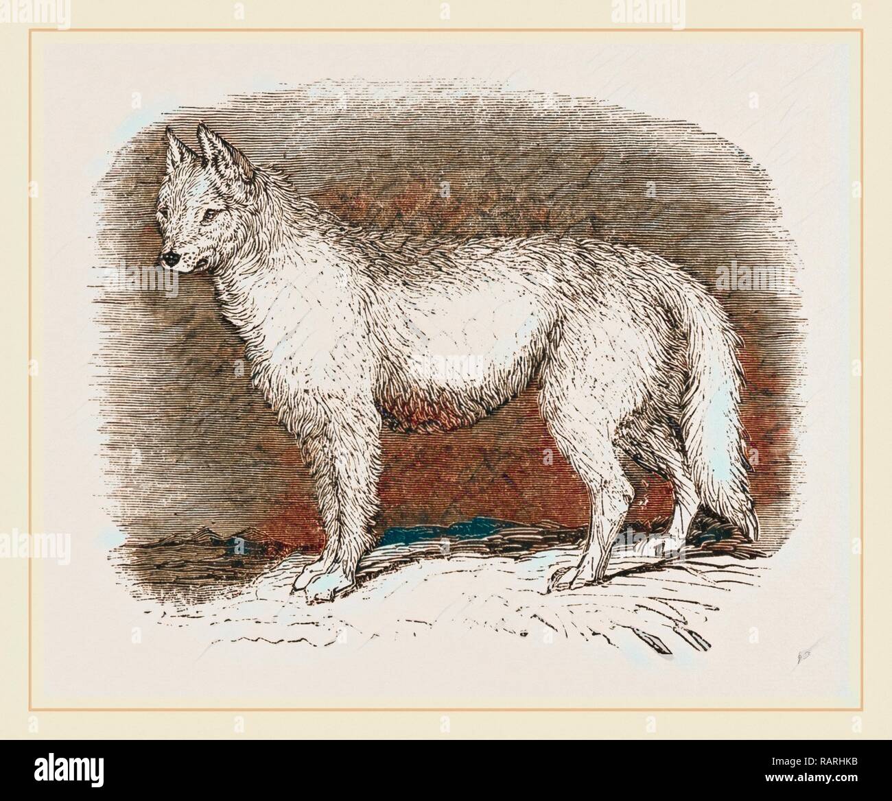 Dingo. Reimagined by Gibon. Classic art with a modern twist reimagined ...