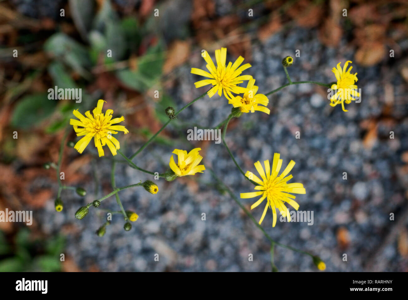 Bright yellow color flowers hi-res stock photography and images - Alamy