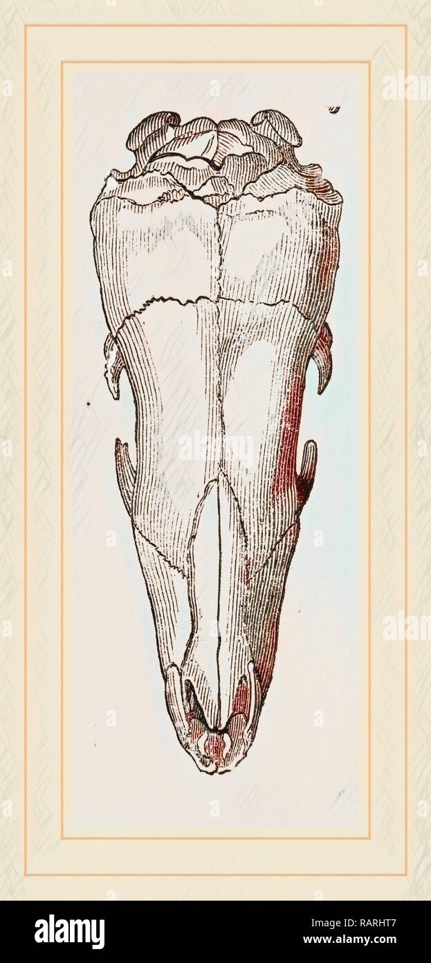 Skull of Short-tailed Manis. Reimagined by Gibon. Classic art with a ...