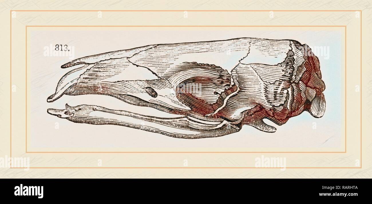Skull of Short-tailed Manis. Reimagined by Gibon. Classic art with a ...