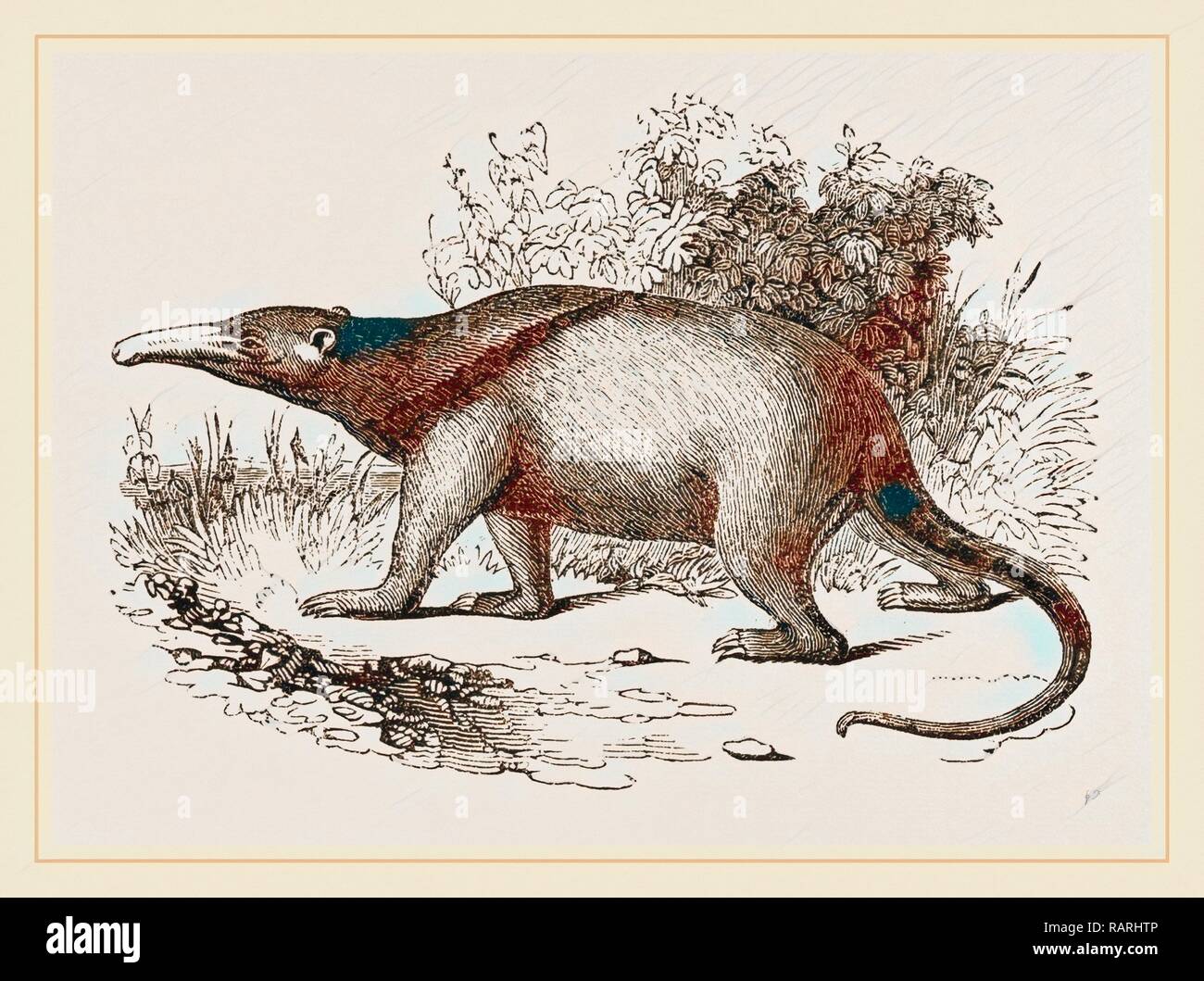 Tamandua. Reimagined by Gibon. Classic art with a modern twist ...