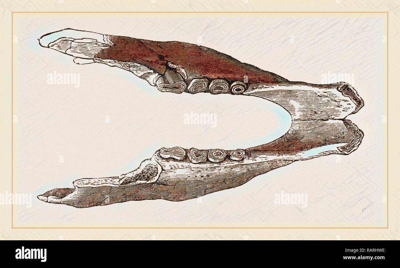 Lower Jaw of Mylodon. Reimagined by Gibon. Classic art with a modern ...