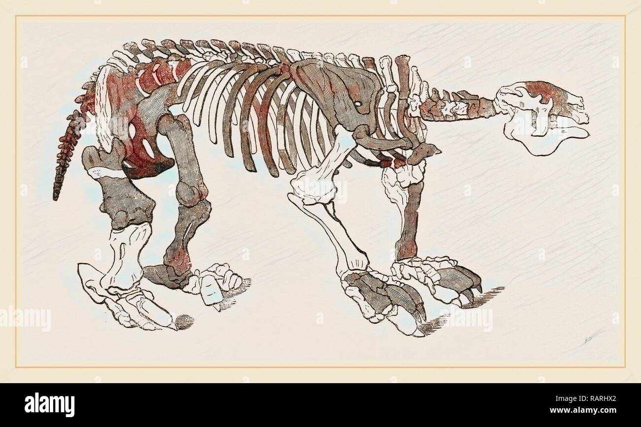 Megatherium High Resolution Stock Photography and Images - Alamy