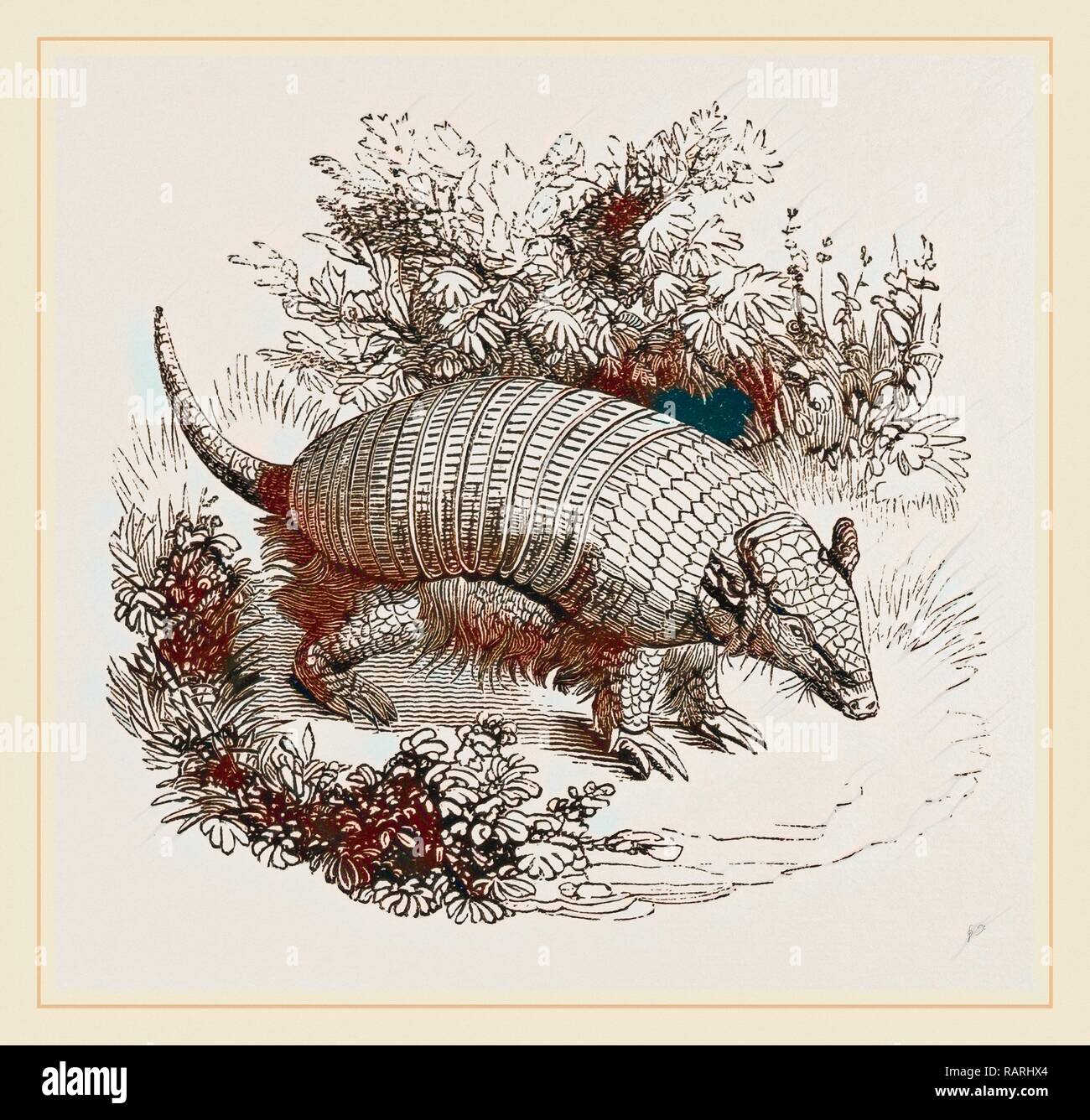Armadillo. Reimagined by Gibon. Classic art with a modern twist ...