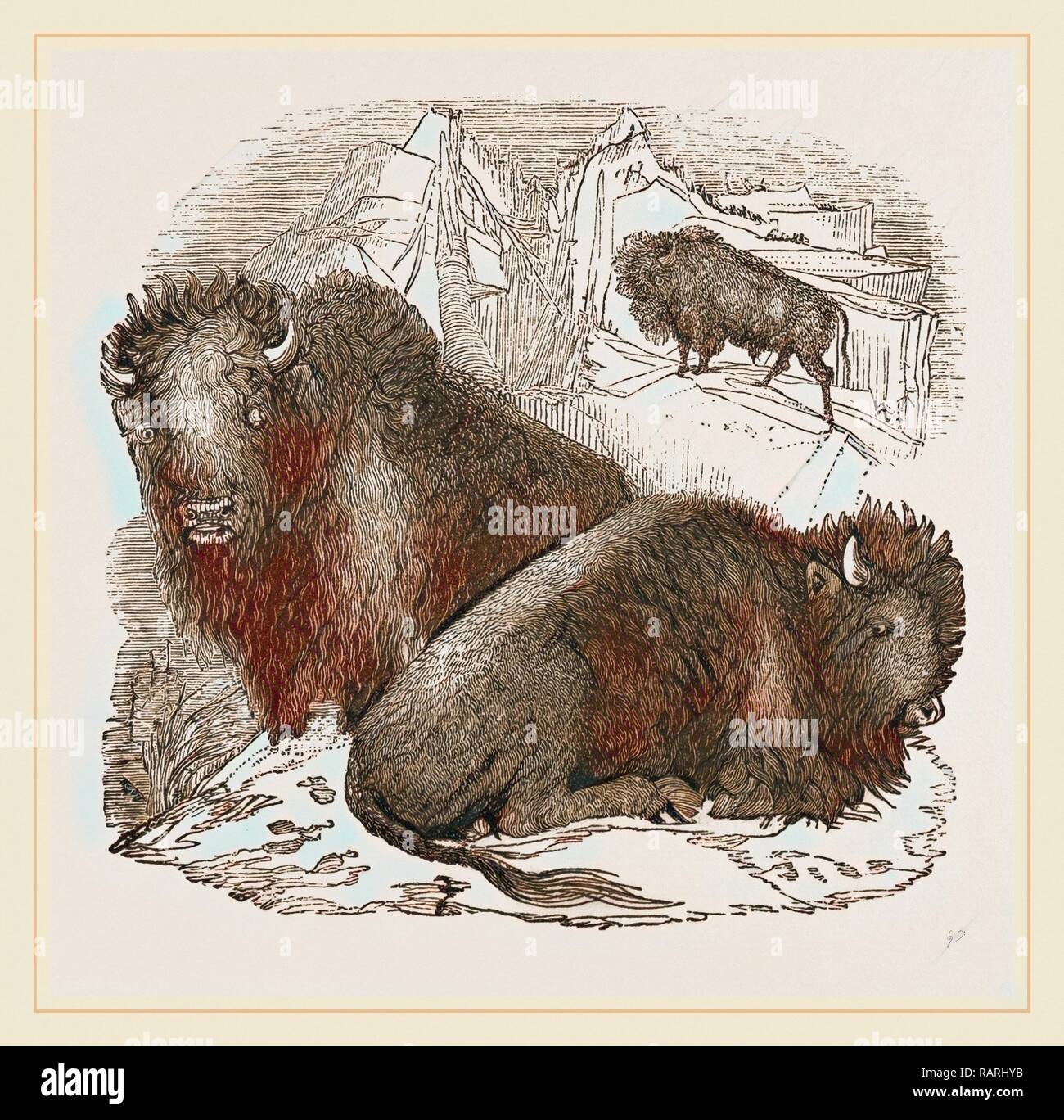 American Bisons. Reimagined by Gibon. Classic art with a modern twist ...