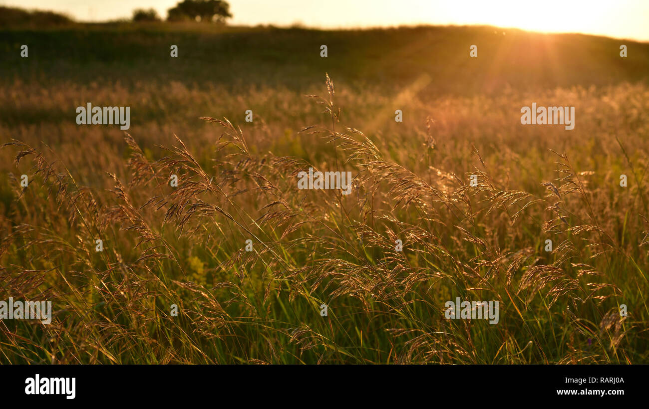 Fragments of the wild meadow in rays of setting sun. Nature of Russia ...