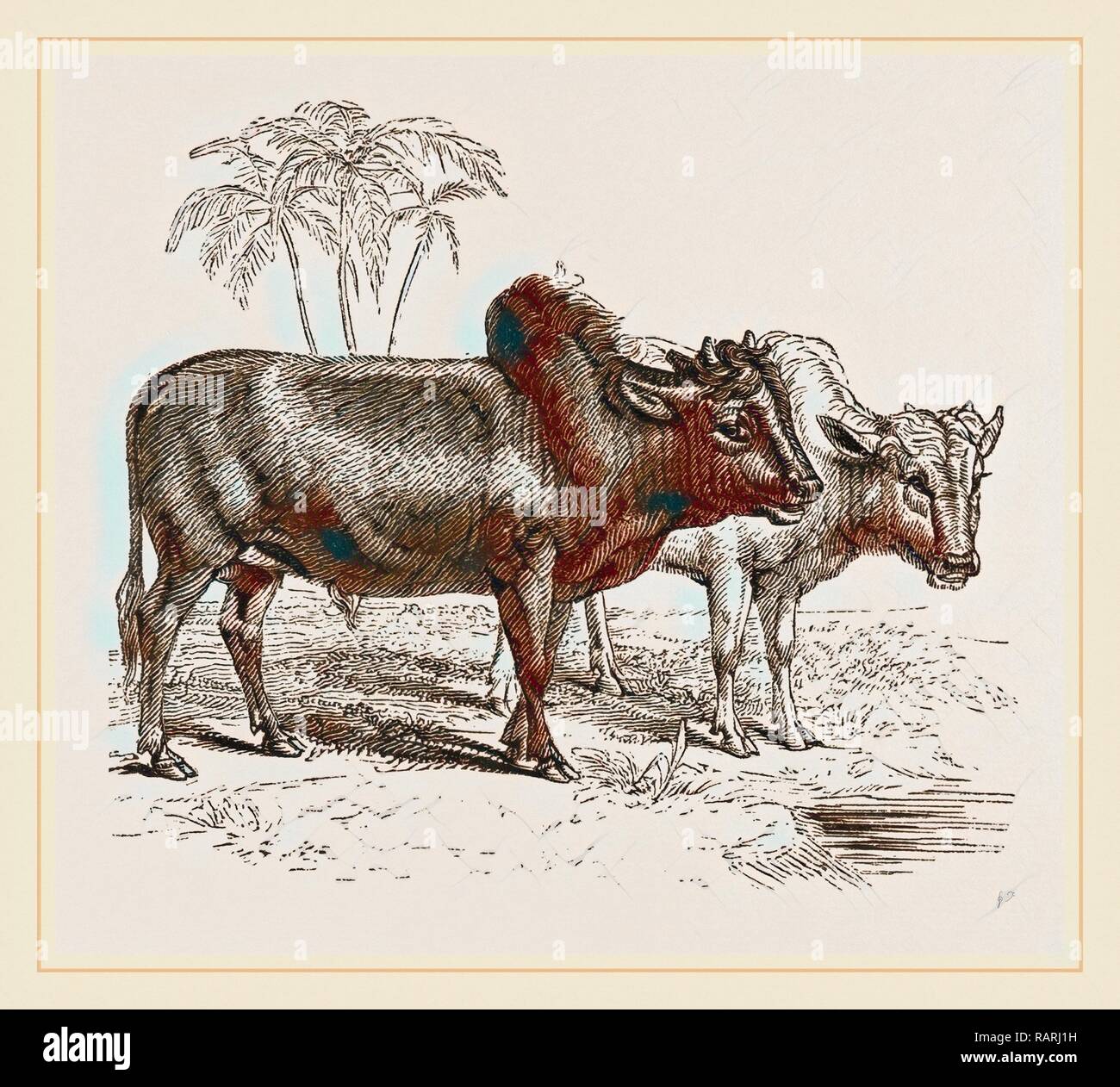 Zebus of the Zoological Gardens. Reimagined by Gibon. Classic art with ...