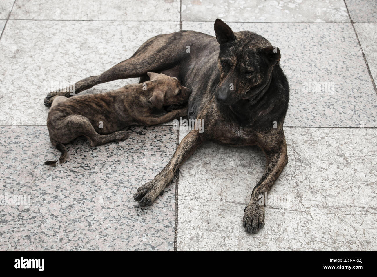 Dog feeding puppies on the street in Yangon, Myanmar (Burma Stock Photo ...
