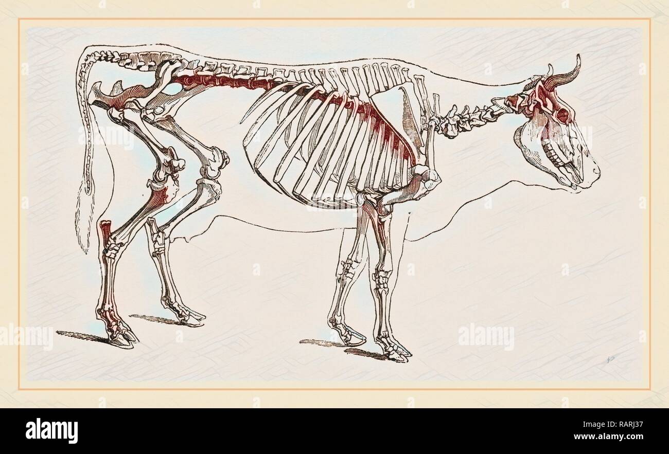 Skeleton of Cow. Reimagined by Gibon. Classic art with a modern twist ...