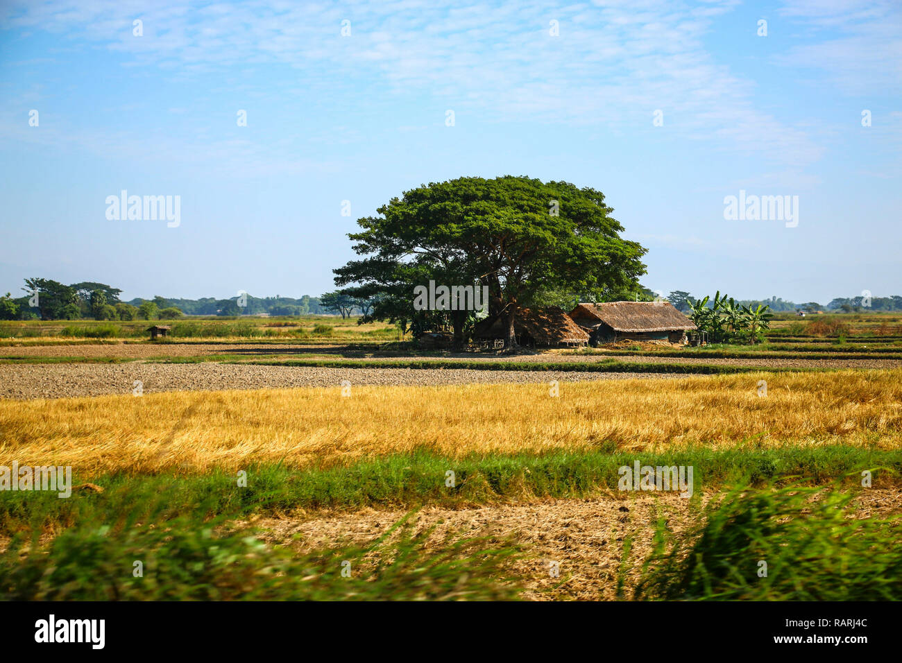 Traditional rural landscape of Myanmar (Burma) including fields, houses ...