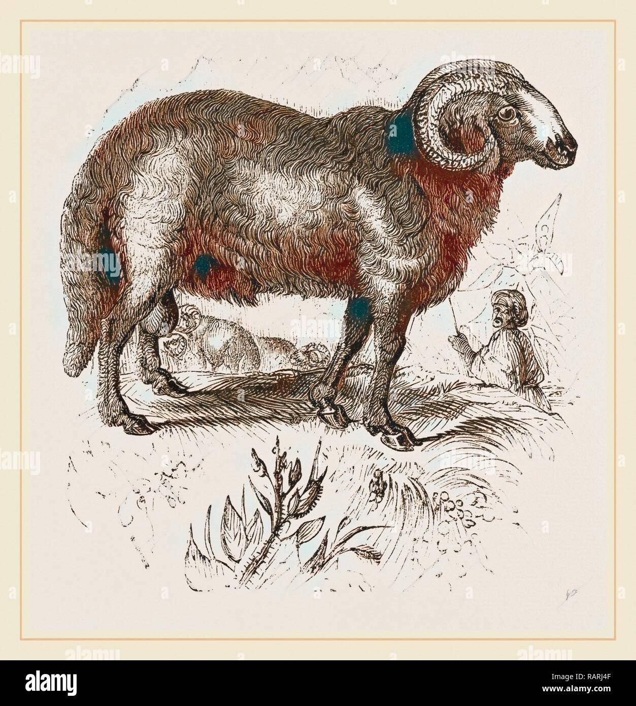 Fat tailed sheep hi-res stock photography and images - Alamy