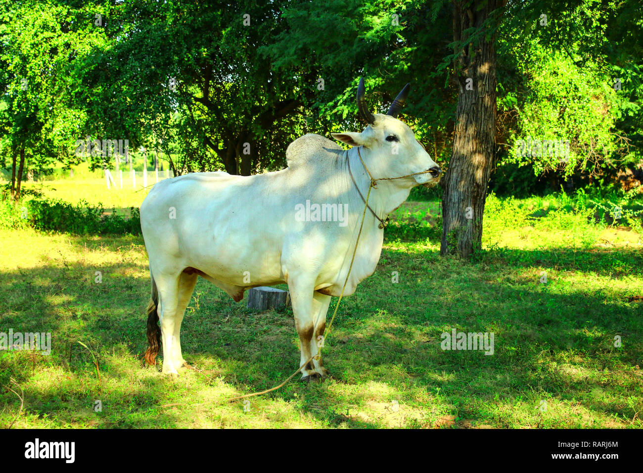 Burmese white gray ox at Bagan, Myanmar (Burma Stock Photo - Alamy