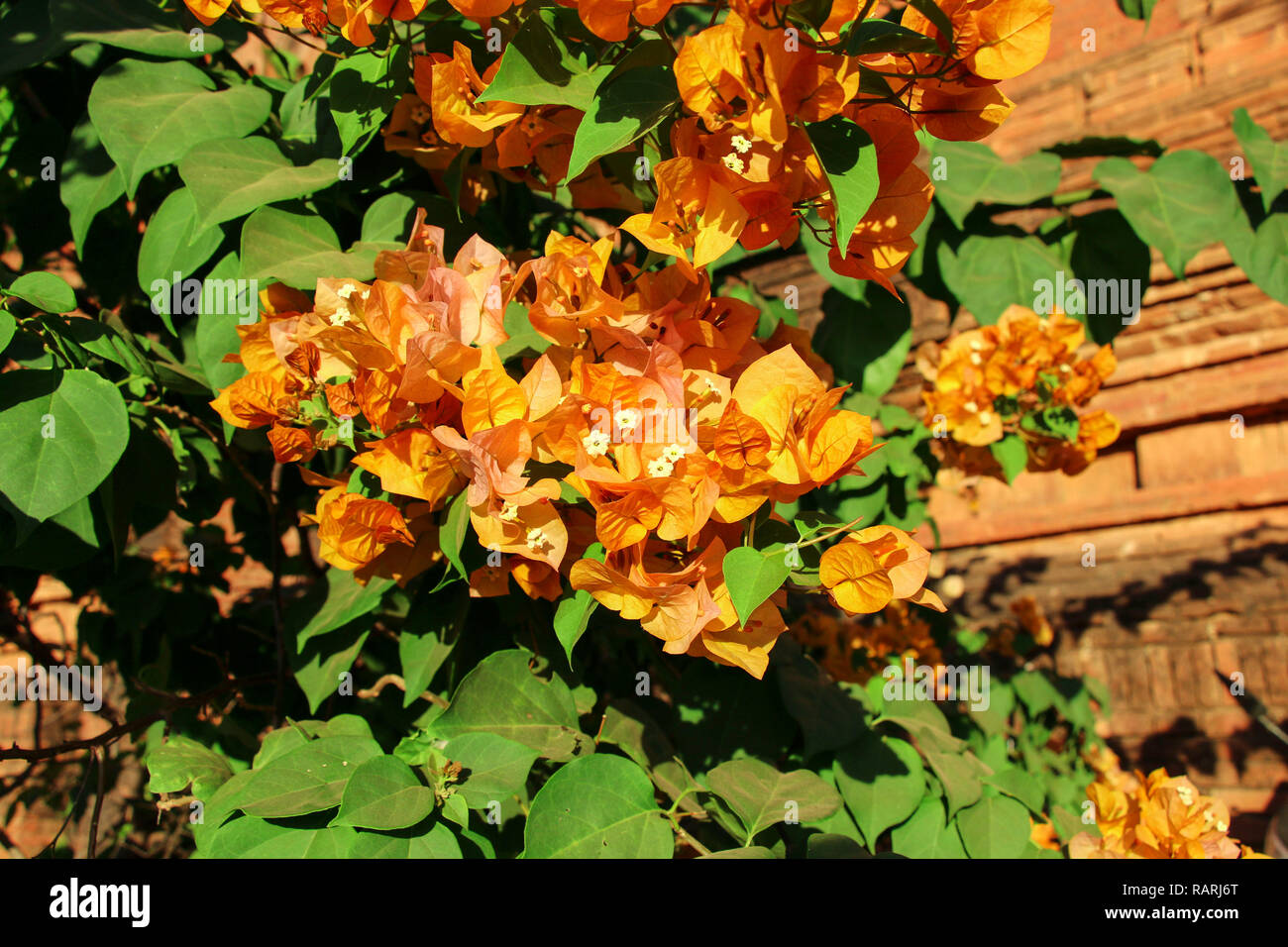 Yellow bougainvillea hi-res stock photography and images - Alamy