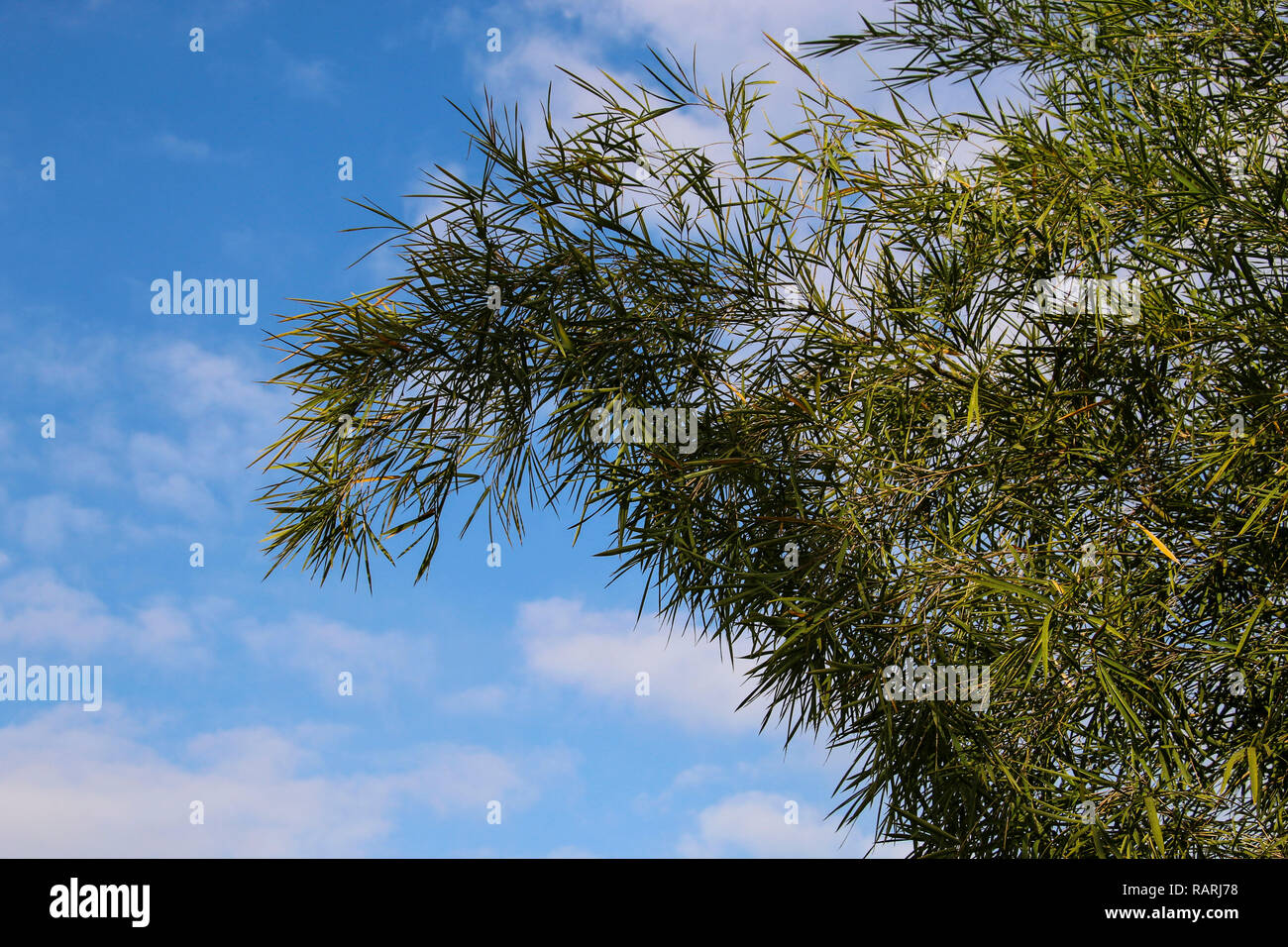 Bamboo on blue sky background, Myanmar, Asia Stock Photo - Alamy