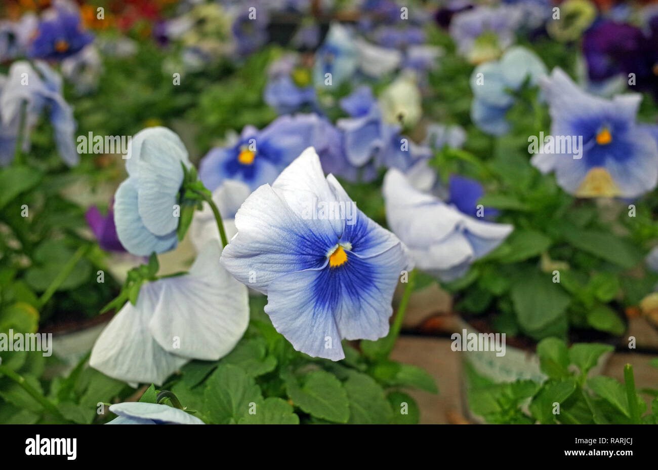 Blue pansy close-up Stock Photo - Alamy