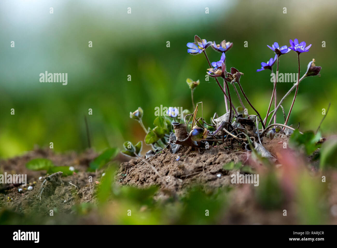 Blue anemone flowers. Blooming anemones. Blue anemones on the green ...