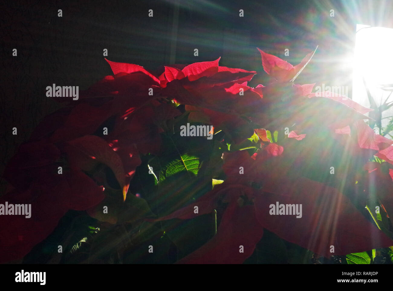 Christmas star backlight Stock Photo - Alamy