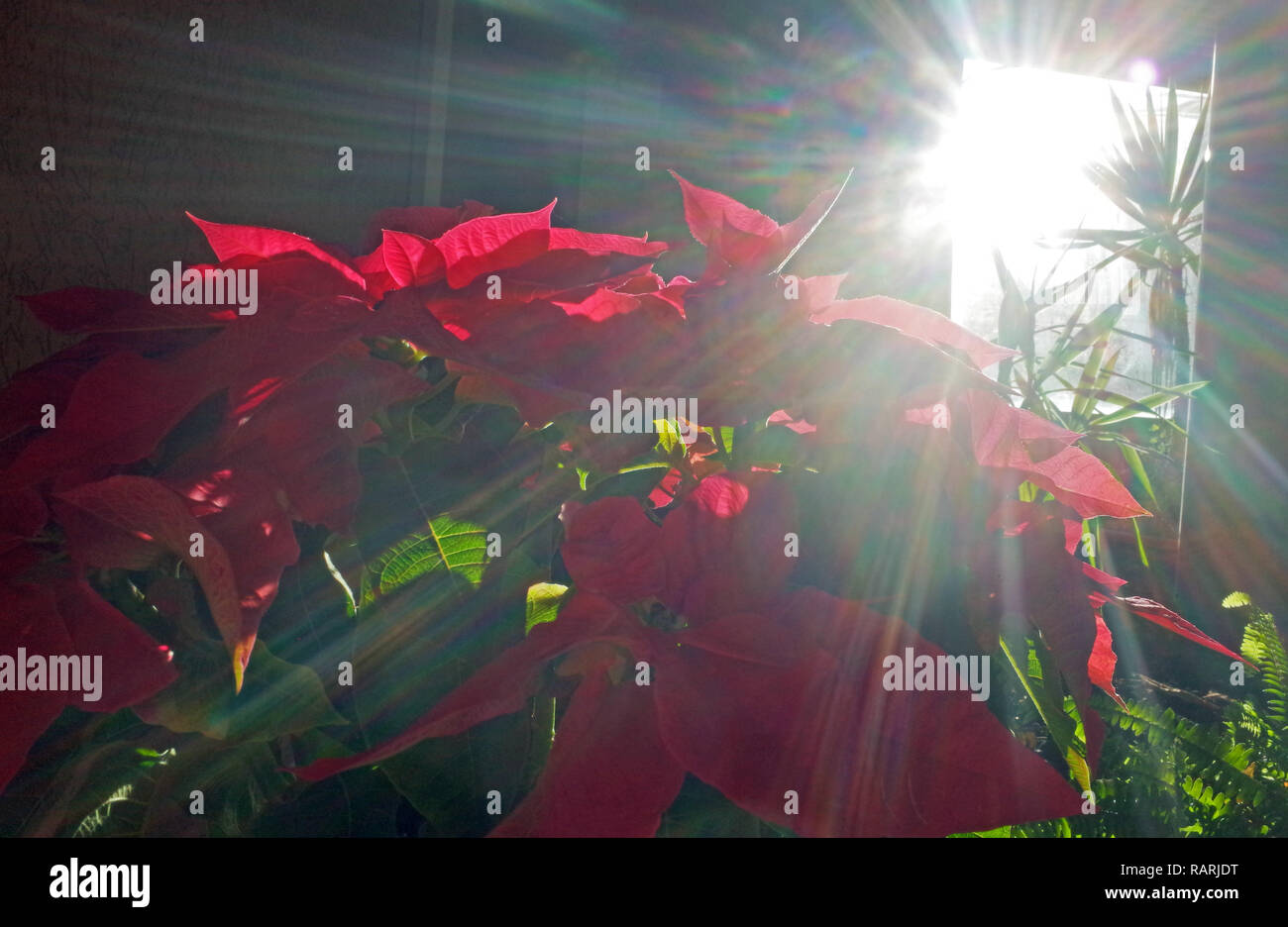 Christmas star backlight Stock Photo - Alamy