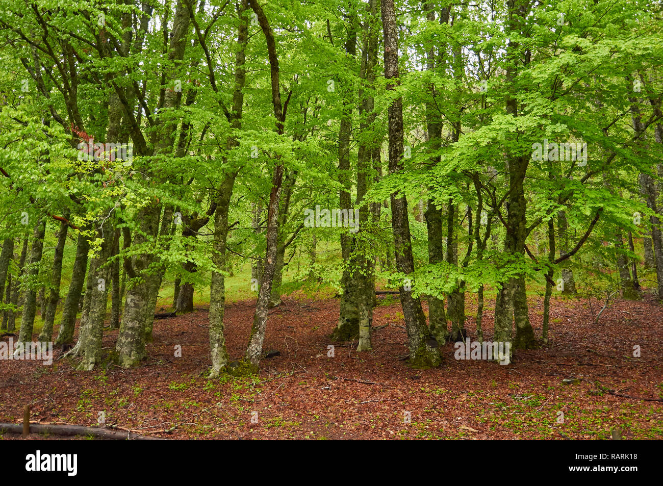 Montejo beech hi-res stock photography and images - Alamy