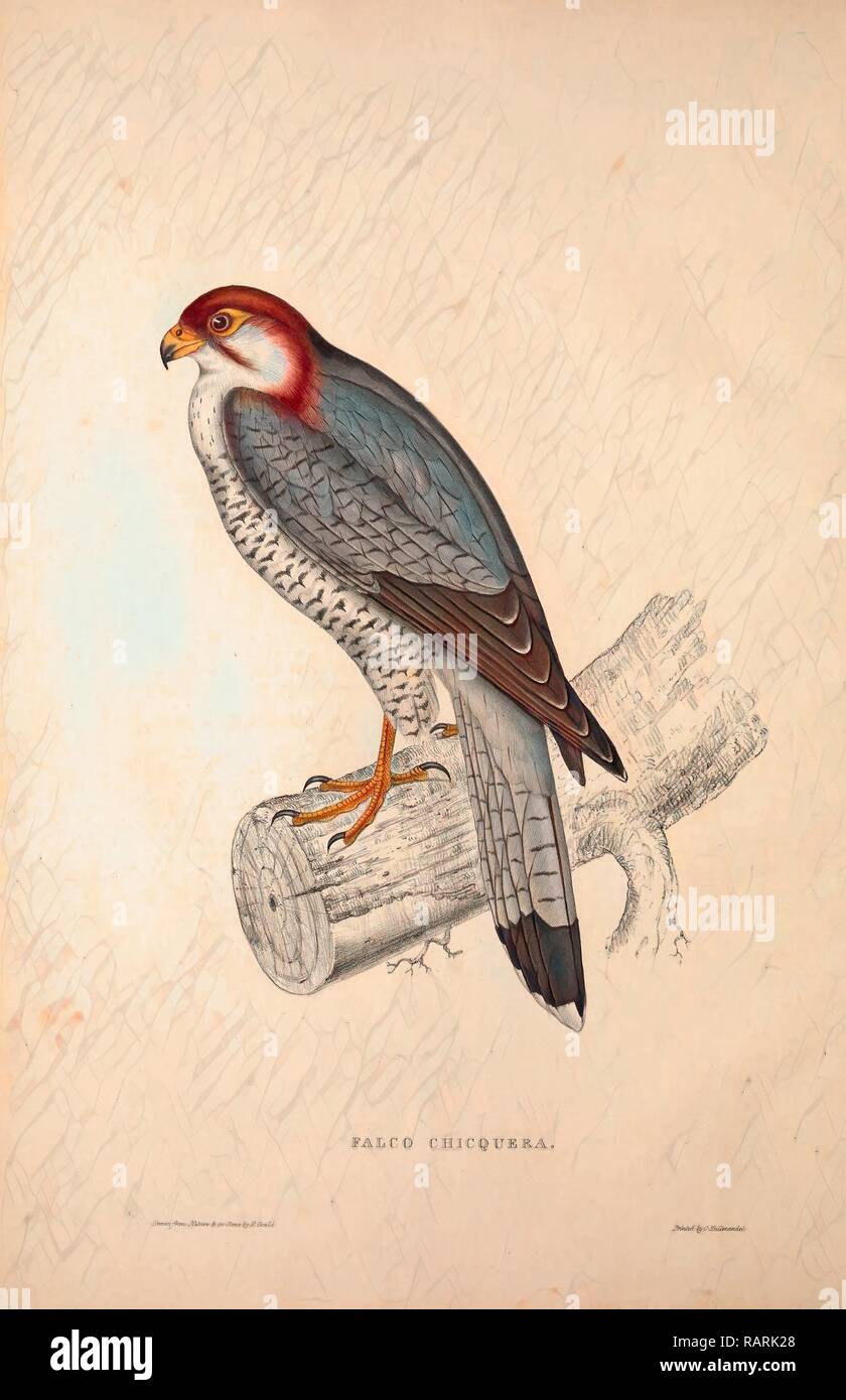 Falco Chicquera, Red-necked Falcon or Red-headed Merlin. Birds from the ...