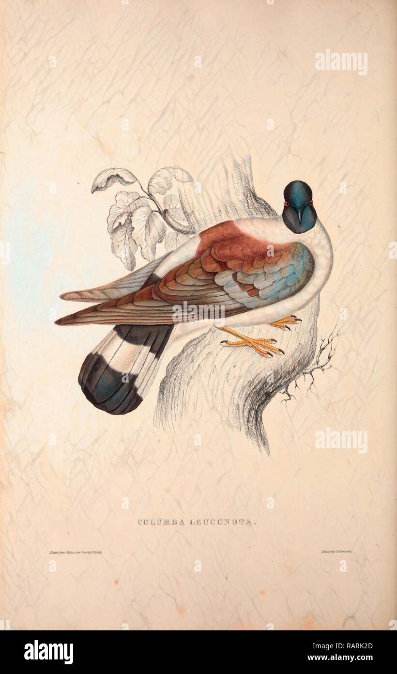 Columba Genus