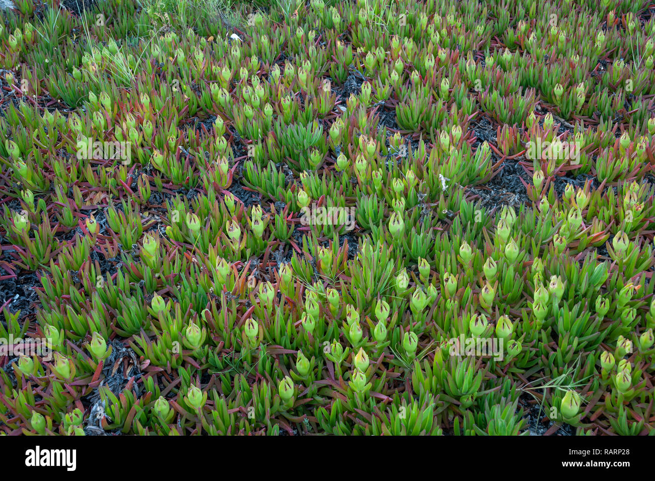 Karkalla, Carpobrotus rossii, at coast path Sentier du Littoral near LÂ ...