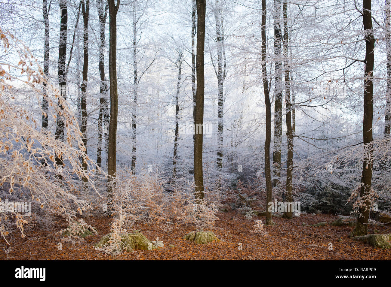 Hoarfrost scenery hi-res stock photography and images - Alamy