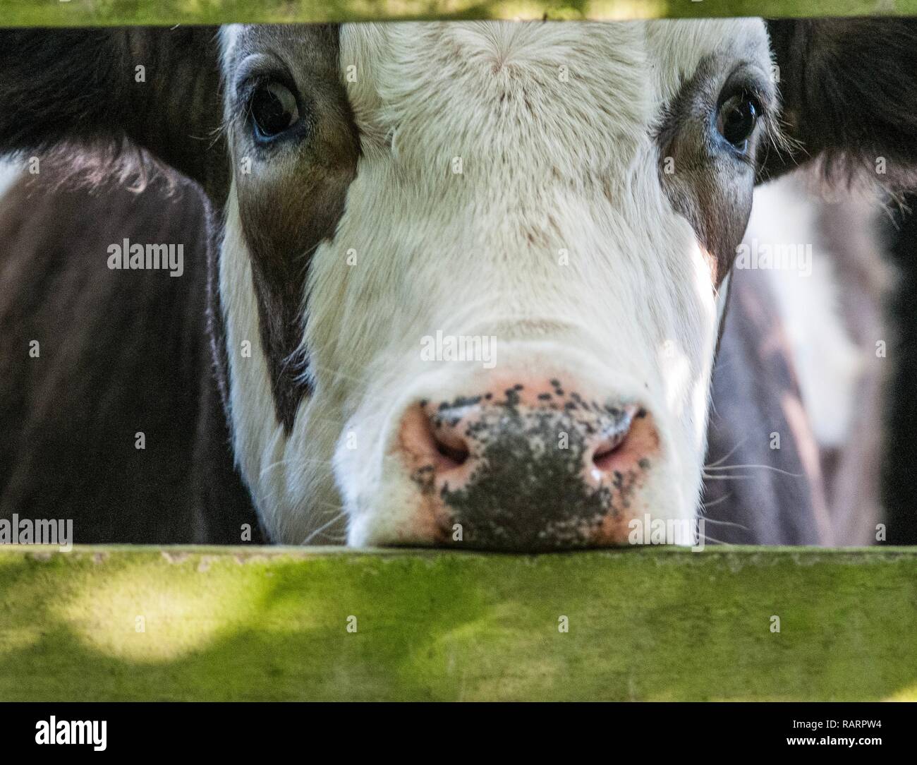 Cow head gate hi-res stock photography and images - Alamy