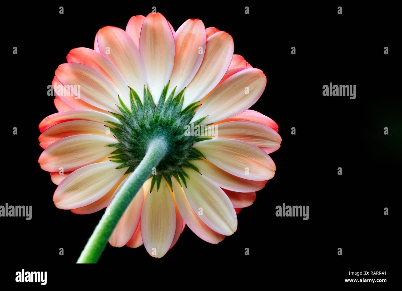 A close up of a Gerbera head Stock Photo - Alamy