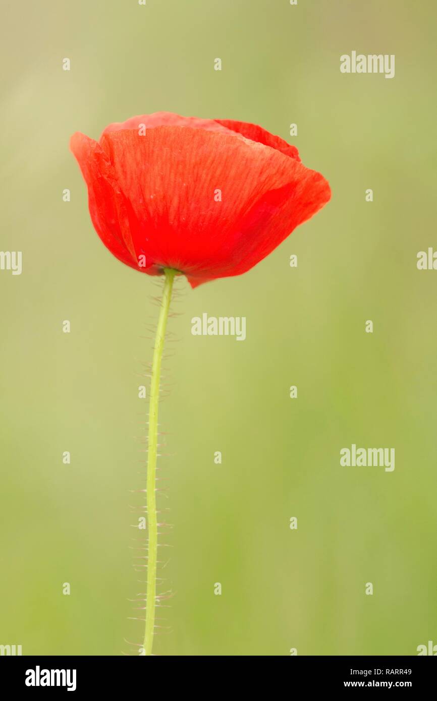 A single red Poppy on a green background Stock Photo - Alamy